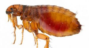 ️PULGA DE RATA Tipos De Pulgas »¿CÓMO ES LA PULGA DE RATA?