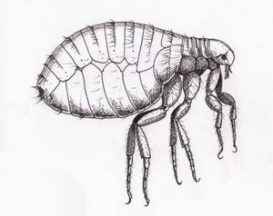 ️ PULGAS EN HUMANOS: Todo lo que necesitas saber.