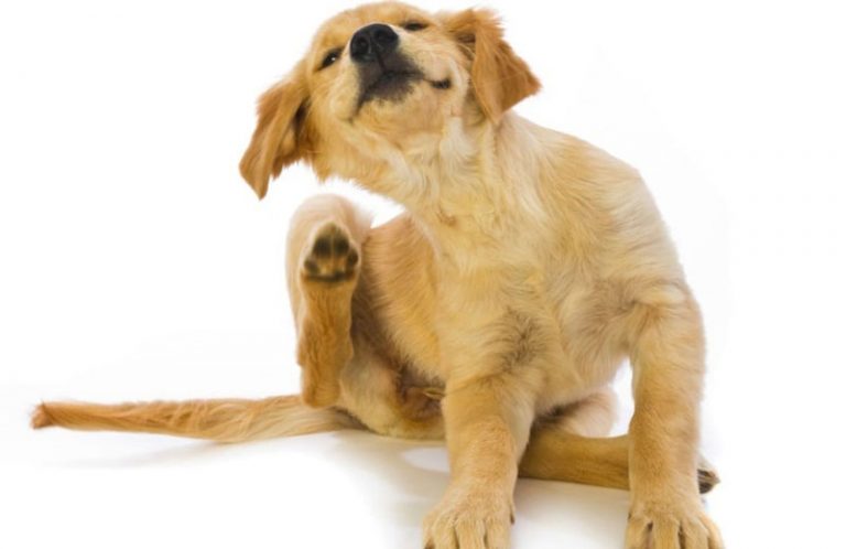 ️ PULGAS EN HUMANOS: Todo lo que necesitas saber.