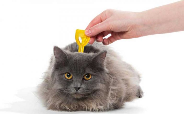 ️ PULGAS EN HUMANOS: Todo lo que necesitas saber.