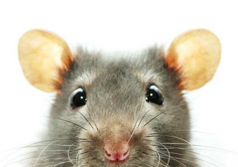 Tipos De Pulgas »TODO SOBRE PULGAS »tipos, picaduras y foto