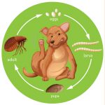 ️ PULGAS EN HUMANOS: Todo lo que necesitas saber.