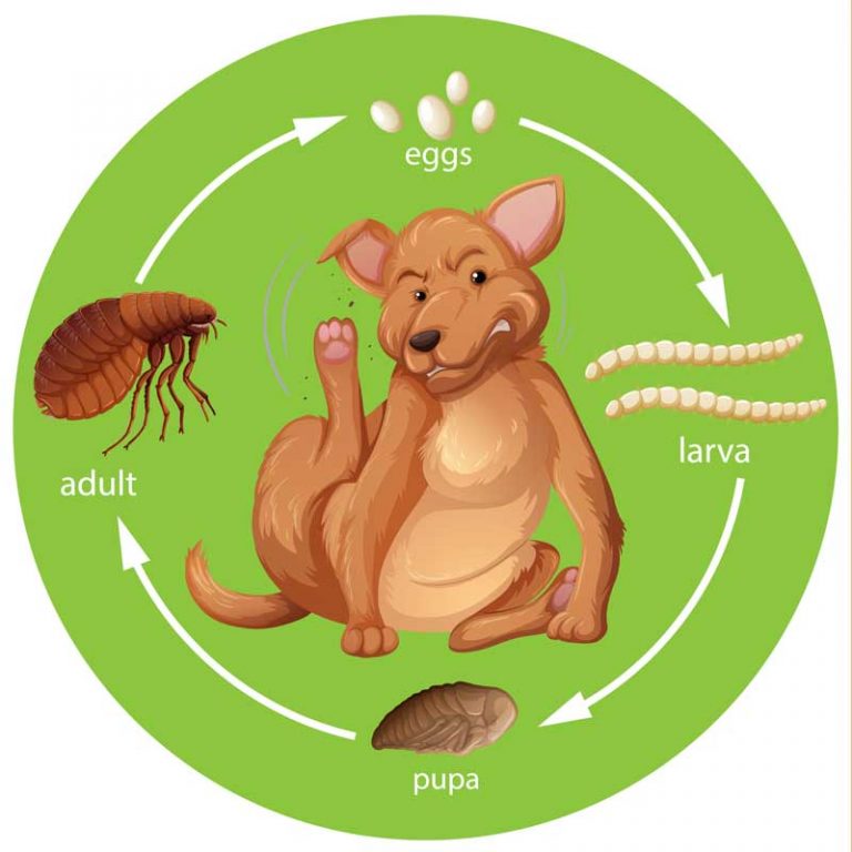 ️ PULGAS EN HUMANOS: Todo lo que necesitas saber.